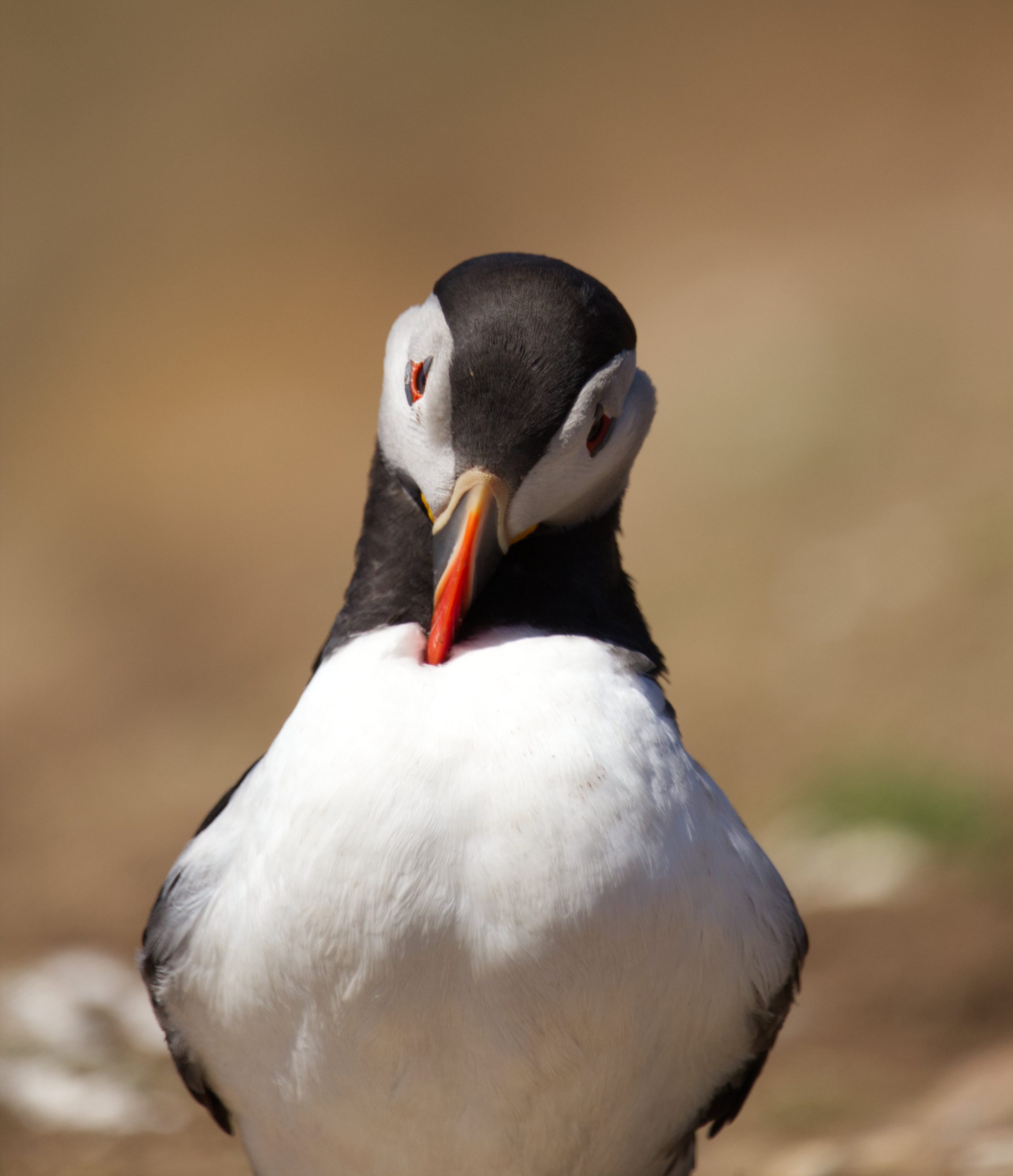 70th anniversary photo competition - Pembrokeshire Coast National Park